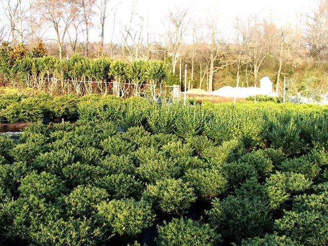 Gallery | Greenway Nursery