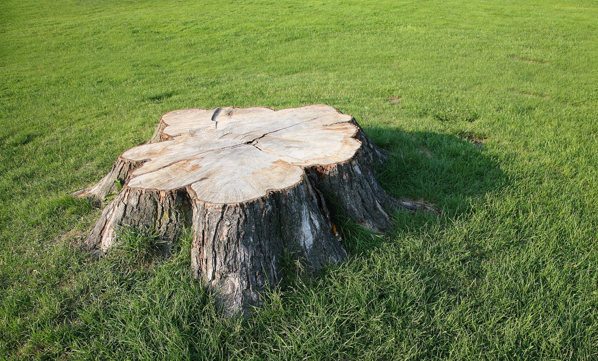 Mid-Florida Tree Service | Tree Trimming Services | Hillsborough County, FL