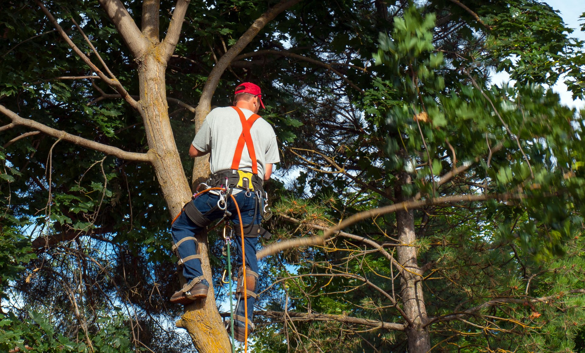 Arborist Brandon, Florida | Tampa, Florida | Mid-Florida Tree Service