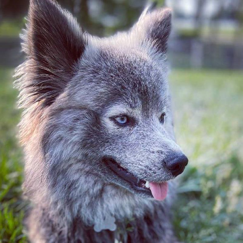 Hope's Blue Pomskies | USA