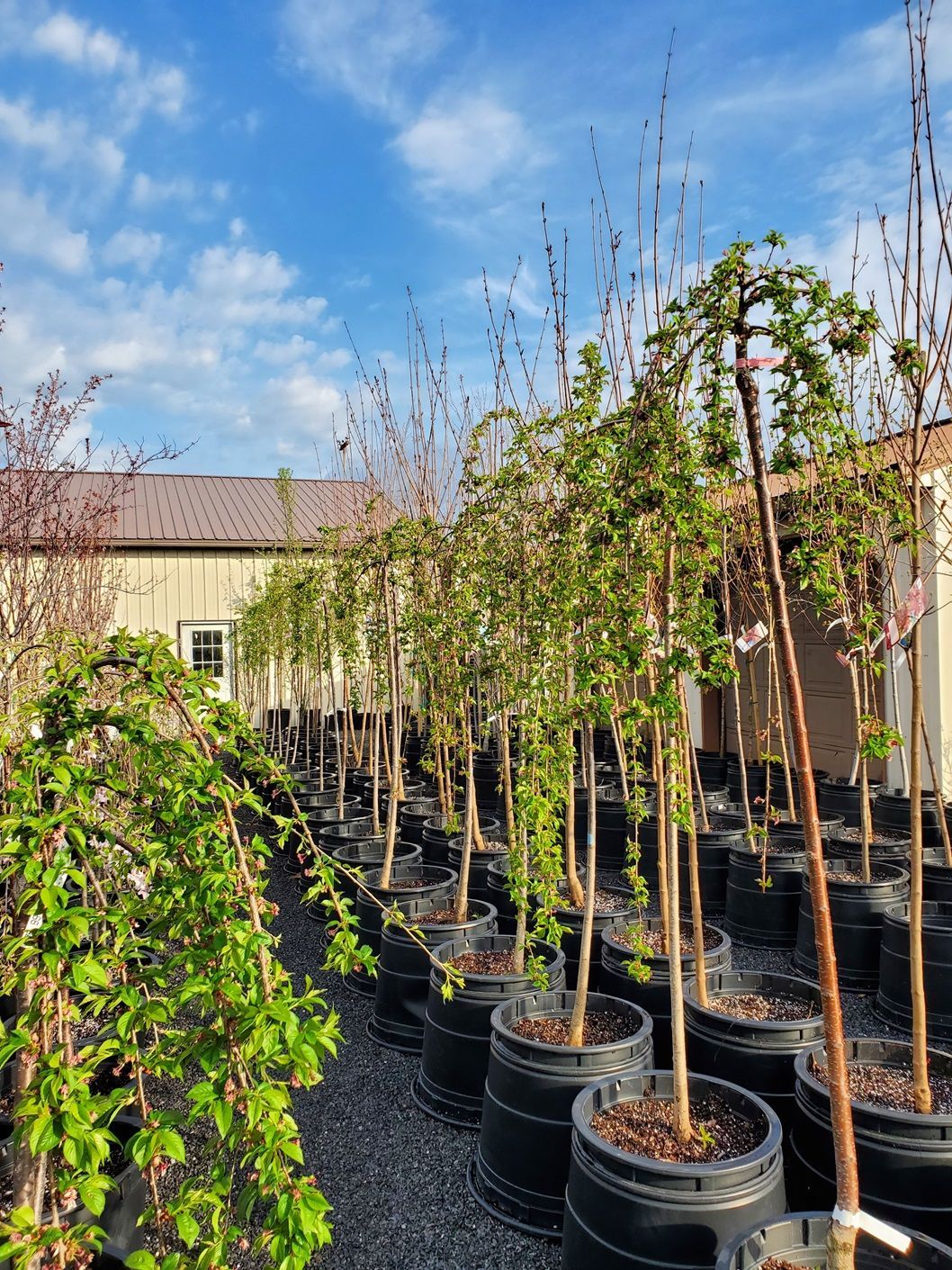Plant and Tree Nursery | Martinsburg, PA