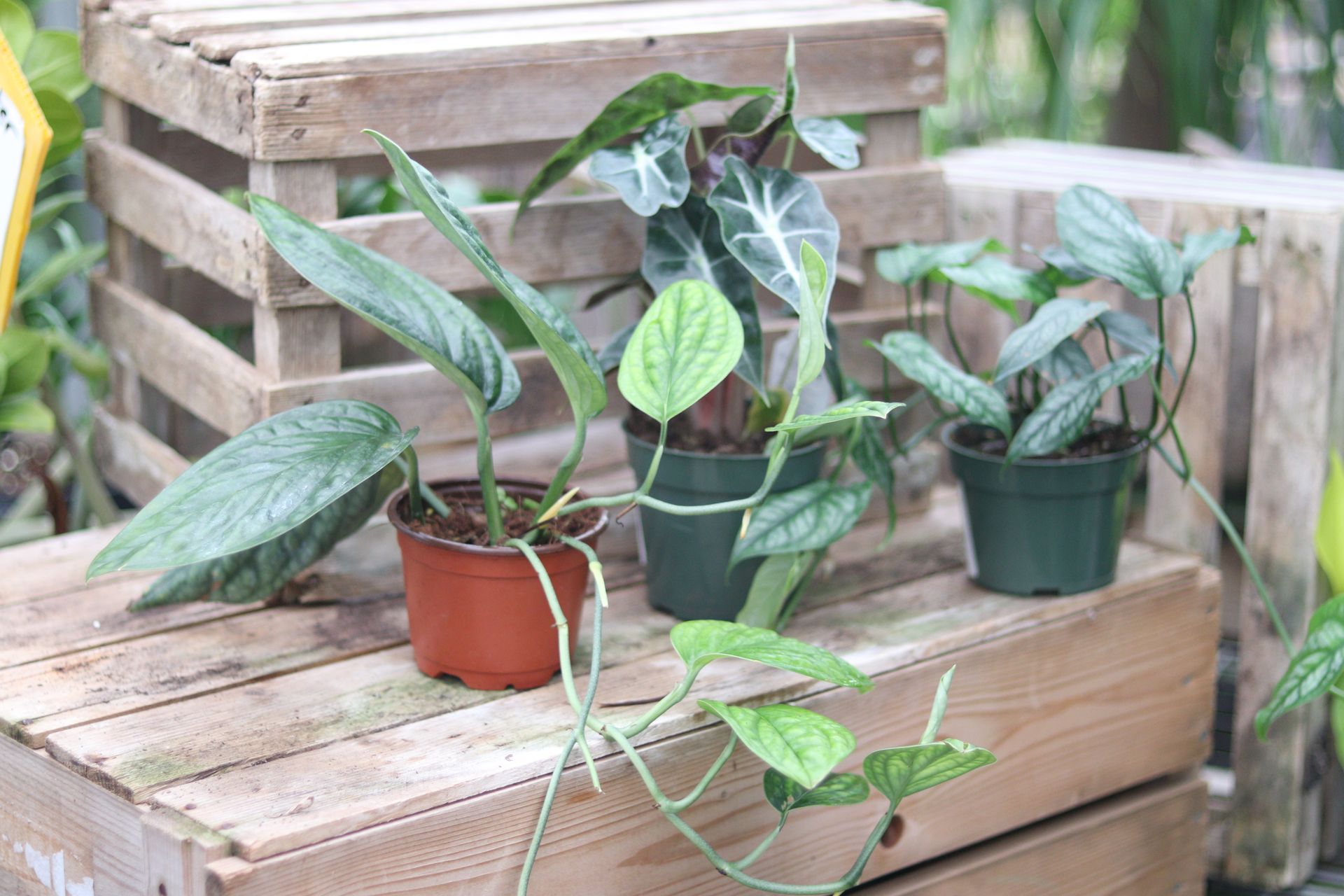 Indoor and Outdoor House Plants | Martinsburg, PA
