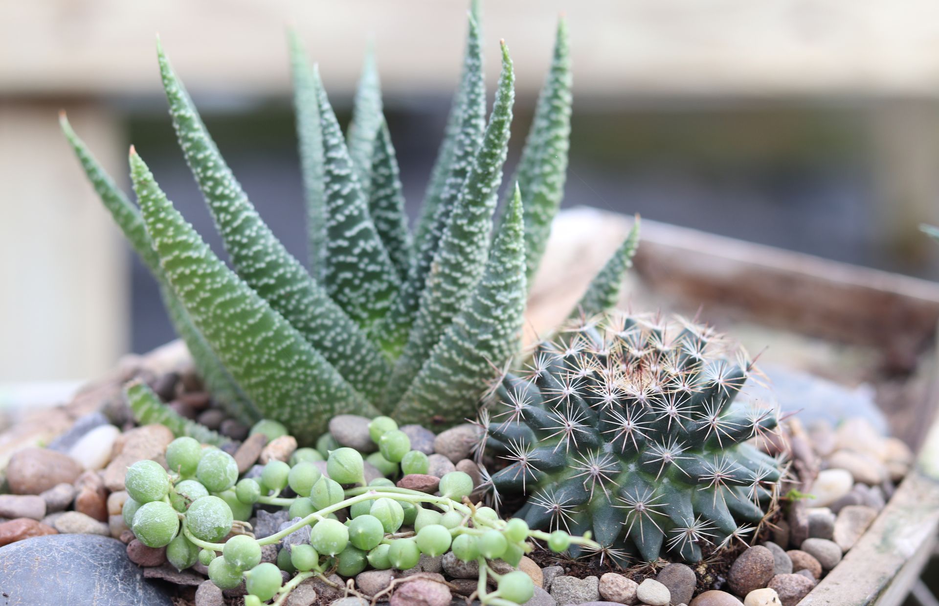 Indoor and Outdoor House Plants | Martinsburg, PA