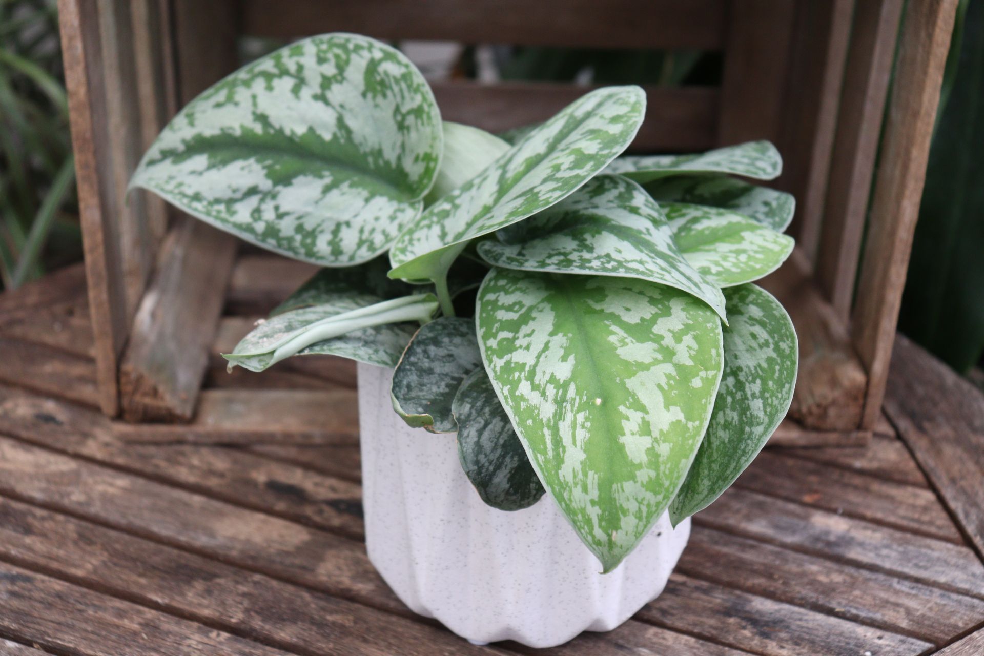 Indoor and Outdoor House Plants | Martinsburg, PA
