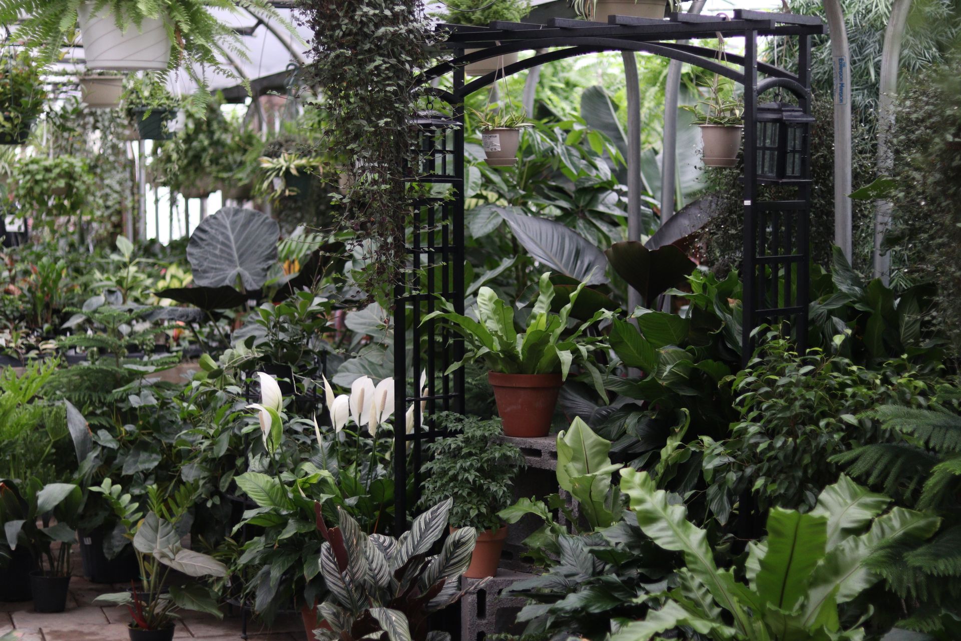 Indoor and Outdoor House Plants | Martinsburg, PA