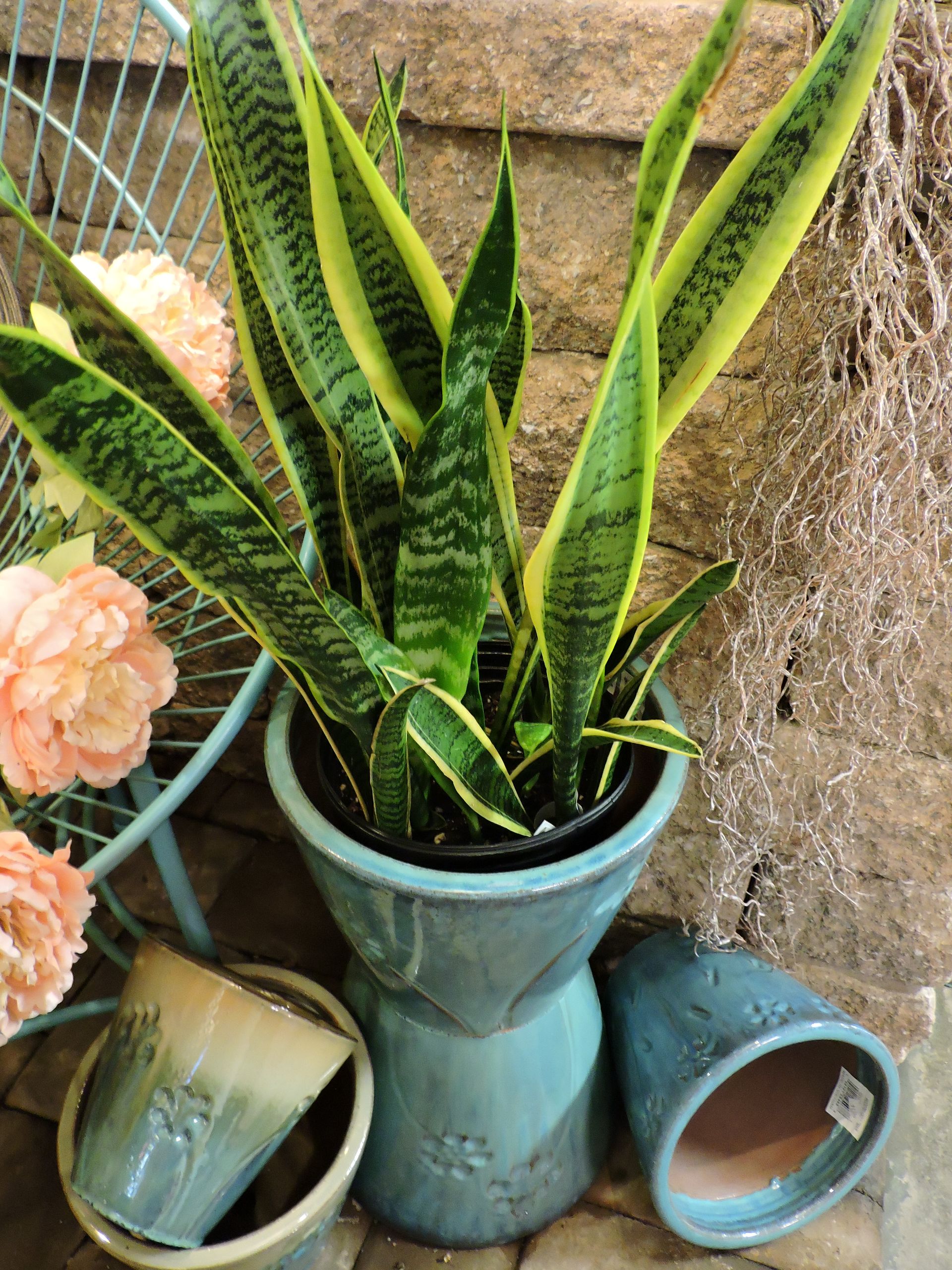 Indoor and Outdoor House Plants | Martinsburg, PA