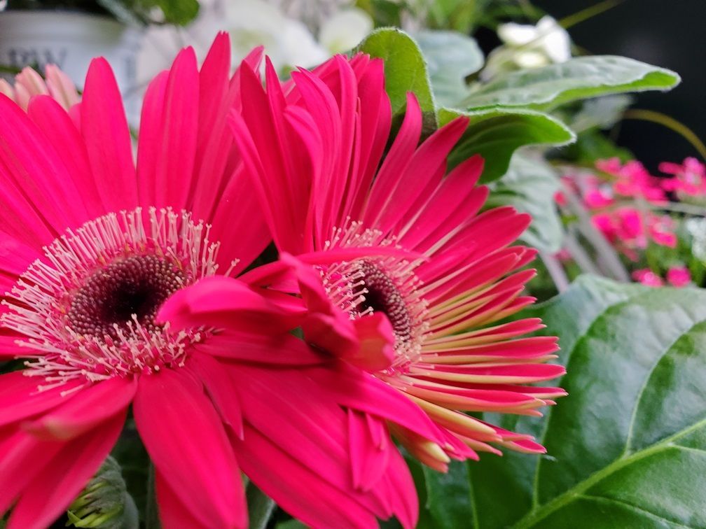 Local Garden Center | Martinsburg, PA