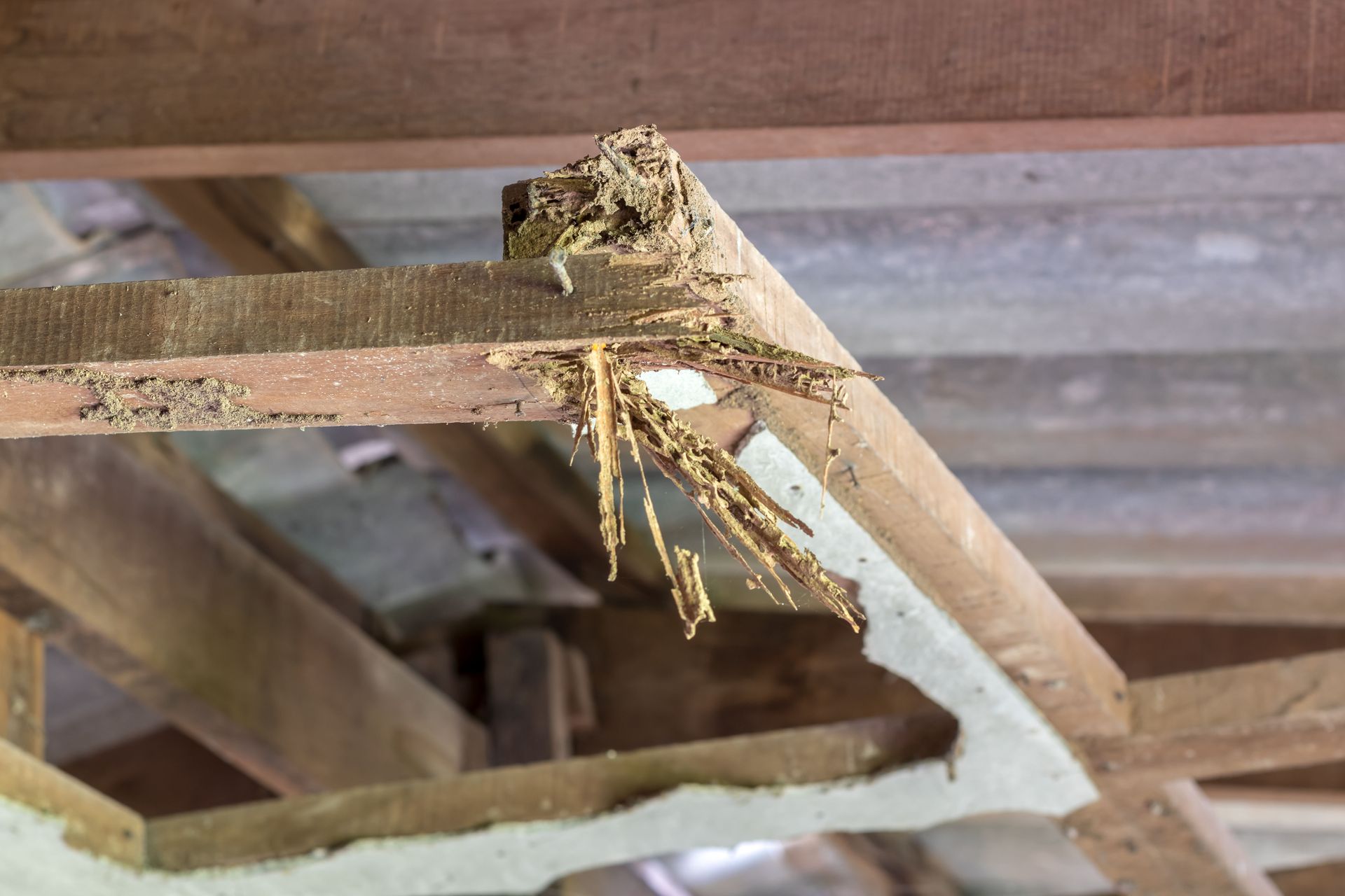 Pest Management | Dayton OH Excalibur Termite & Pest Control