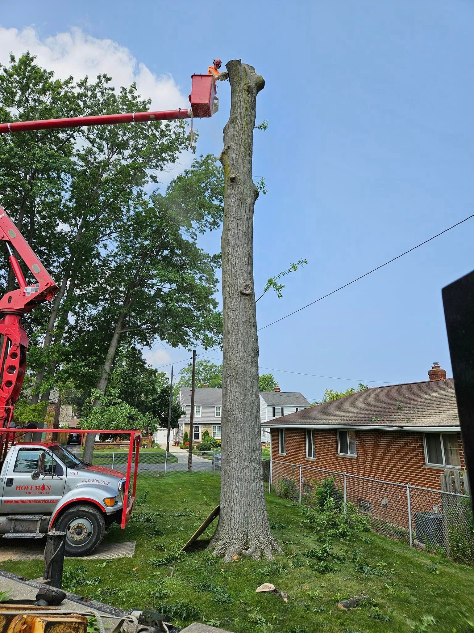 Tree Services | Hoffman Tree Service | Brunswick, OH