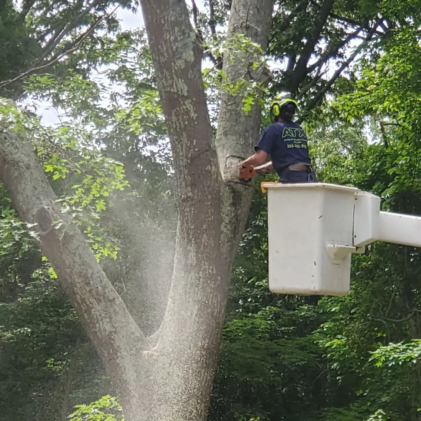 Storm Damage Madison, CT | Affordable Tree Experts LLC