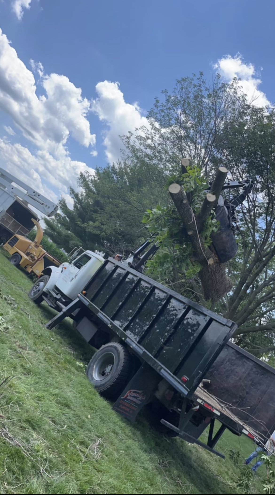 Arborist Brammer Tree Service and Stump Removal Springfield IL