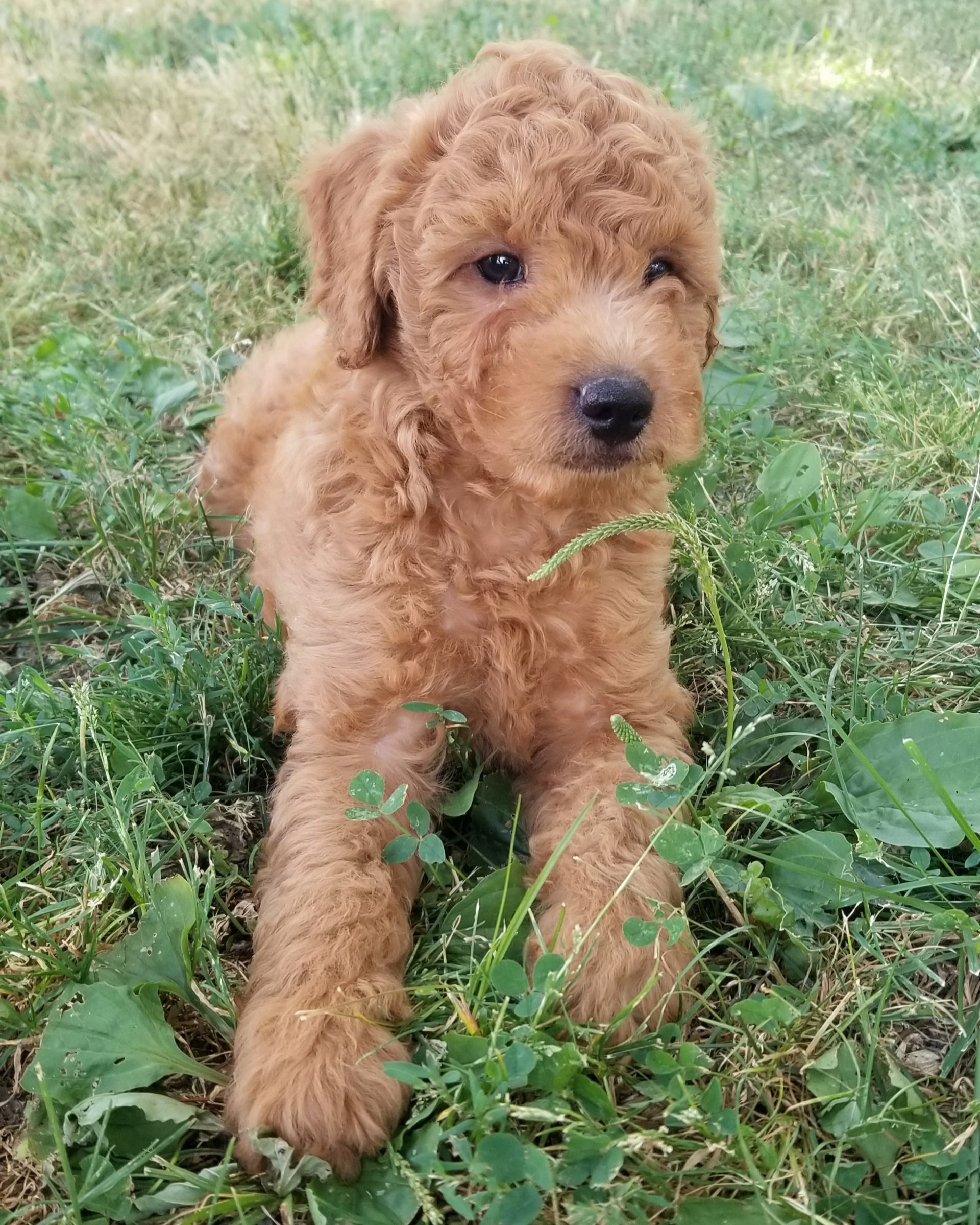 Goldendoodle Puppies | Arcola, IL