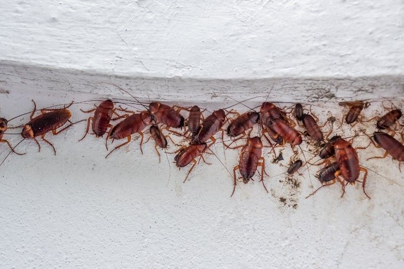 About Suncrest Exterminating Termite & Pest Control