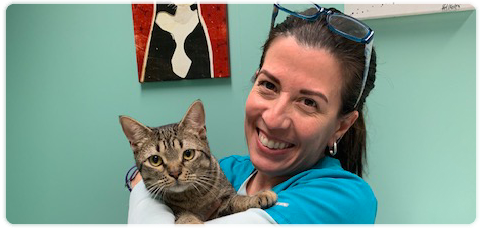 Cat Hospital of Sarasota Veterinarians | Sarasota, FL
