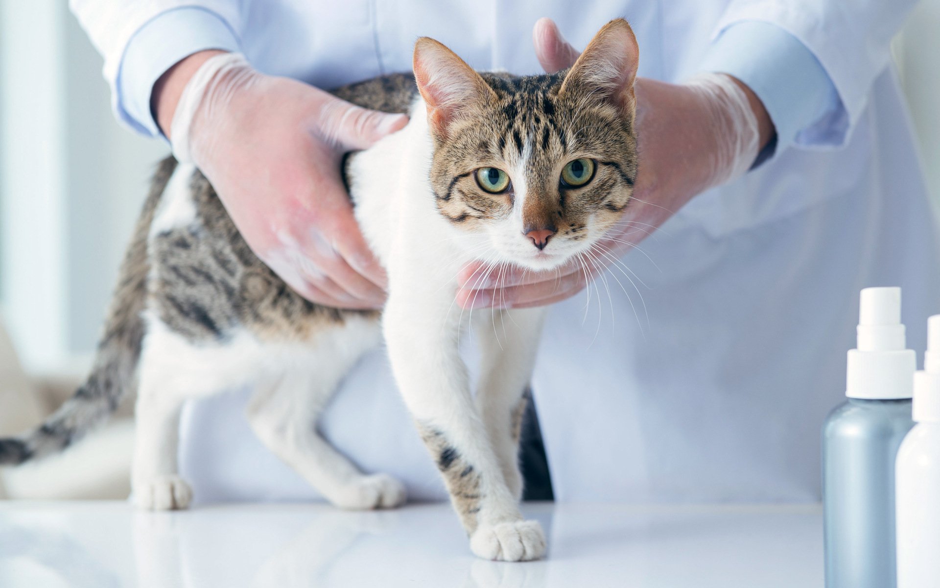 Cat Hospital of Sarasota | Cat Care Services | Sarasota, FL