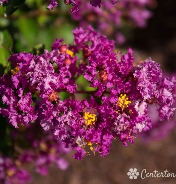 Bellini Raspberry Crapemyrtle - Nolt’s Garden Center