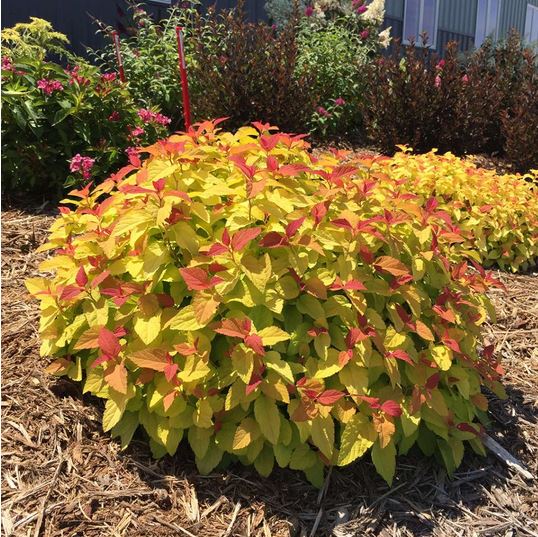 Nolt's Garden Center - Plant & Shrub Nursery - Lebanon, PA