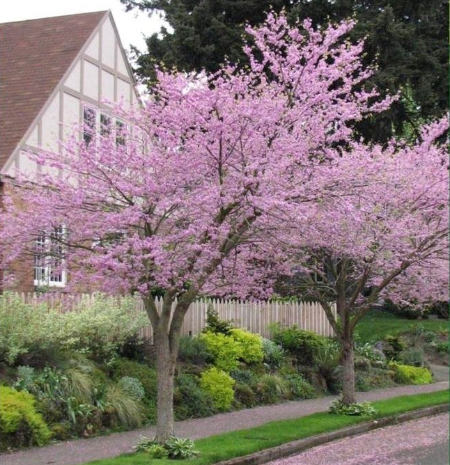 Nolt's Garden Center - Tree Nursery - Lebanon, PA