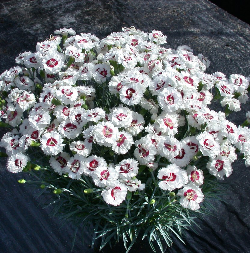 Electric Red Dianthus - Nolt’s Garden Center