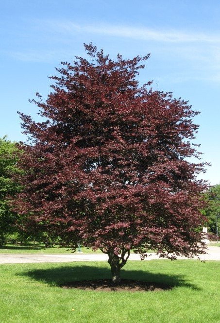 Nolt's Garden Center - Tree Nursery - Lebanon, PA