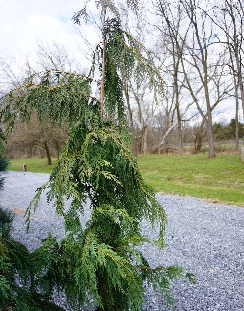 Weeping Alaskan Cedar -Evergreens -Nolt’s Garden Center