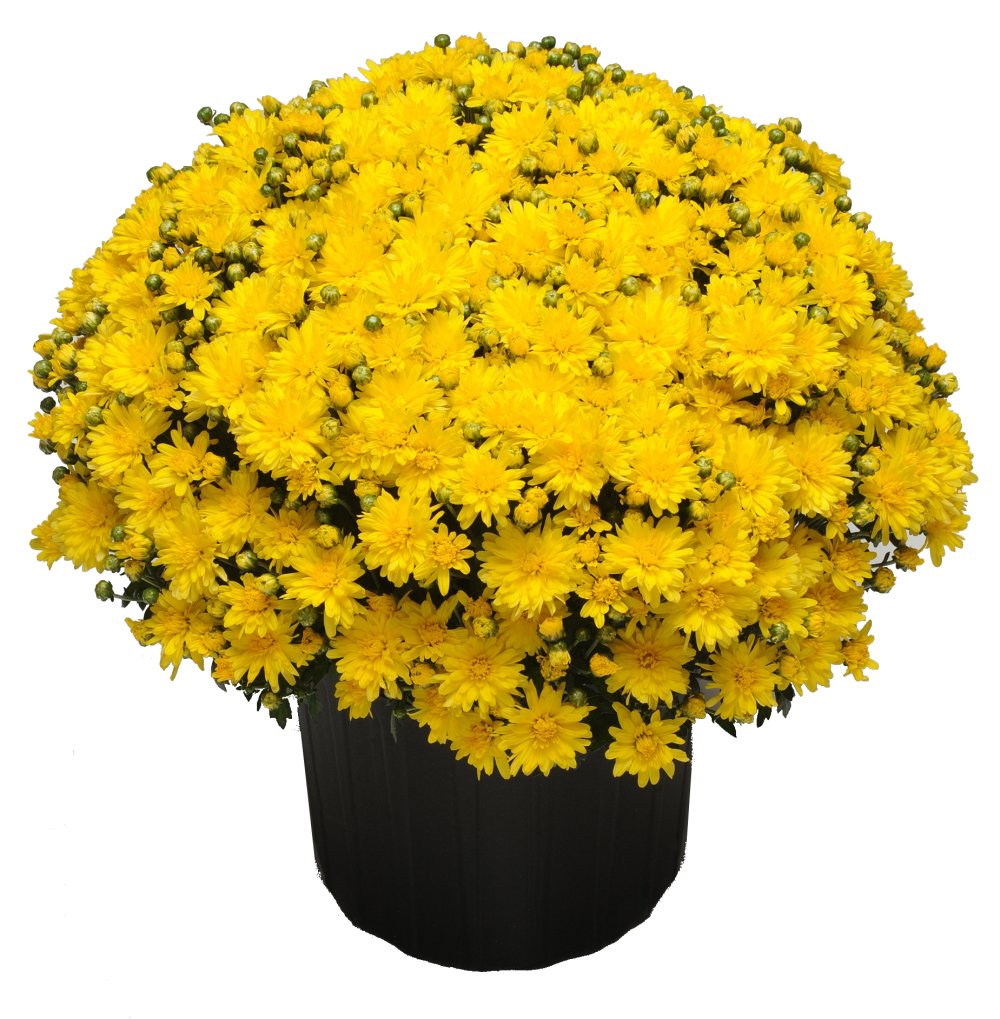 Hardy Fall Mums - The Greenhouse - Nolt's Garden Center
