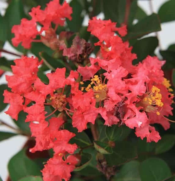 Enduring Summer Red | Flowering Shrubs | Nolt’s Garden Center