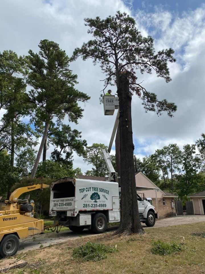 Tree Service Conroe, TX | Top Cut Tree Service