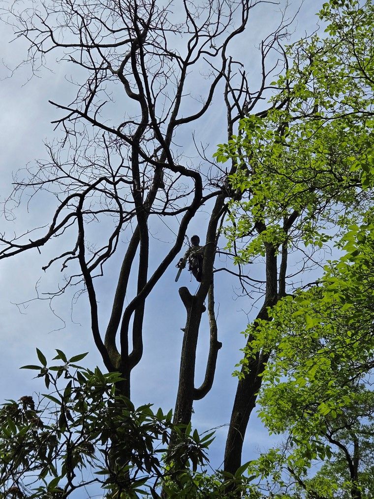 Green Diamond Tree Service and Landscaping | Horsham, PA