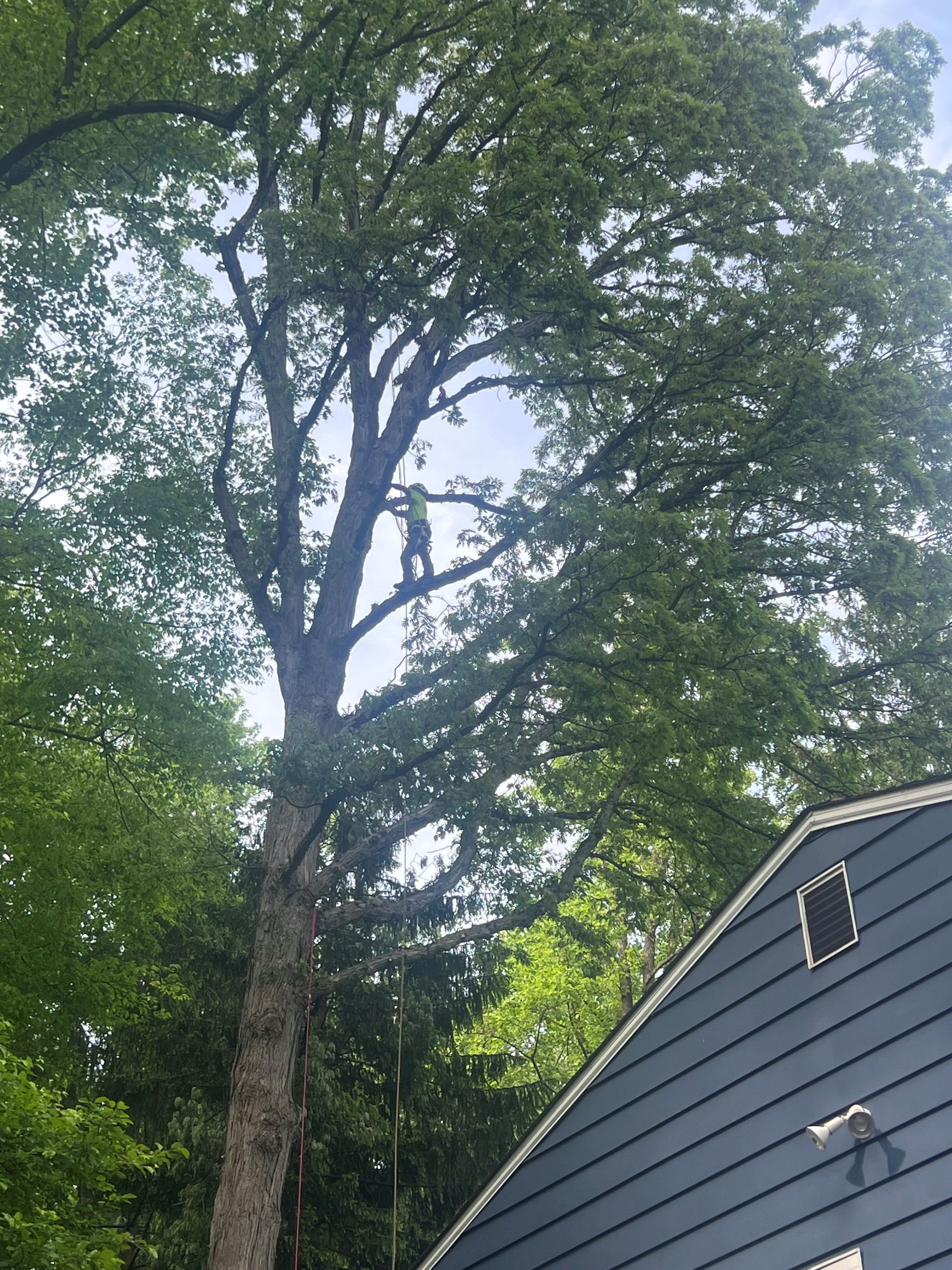 Green Diamond Tree Service and Landscaping | Horsham, PA