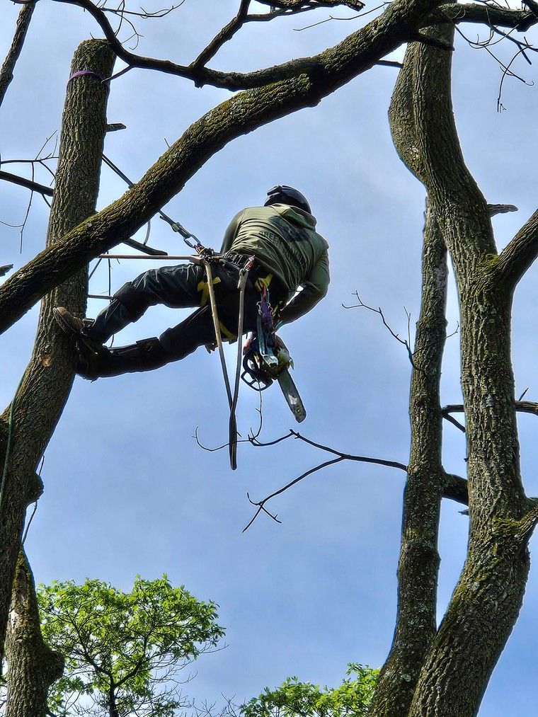 Green Diamond Tree Service and Landscaping | Horsham, PA