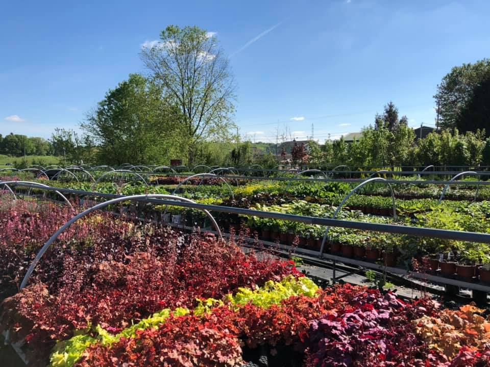 Nursery & Greenhouse | Reiff's Nursery & Greenhouses | Mifflinburg, PA