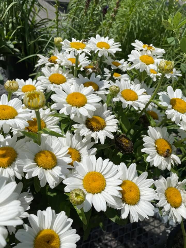 Nursery & Greenhouse | Reiff's Nursery & Greenhouses | Mifflinburg, PA