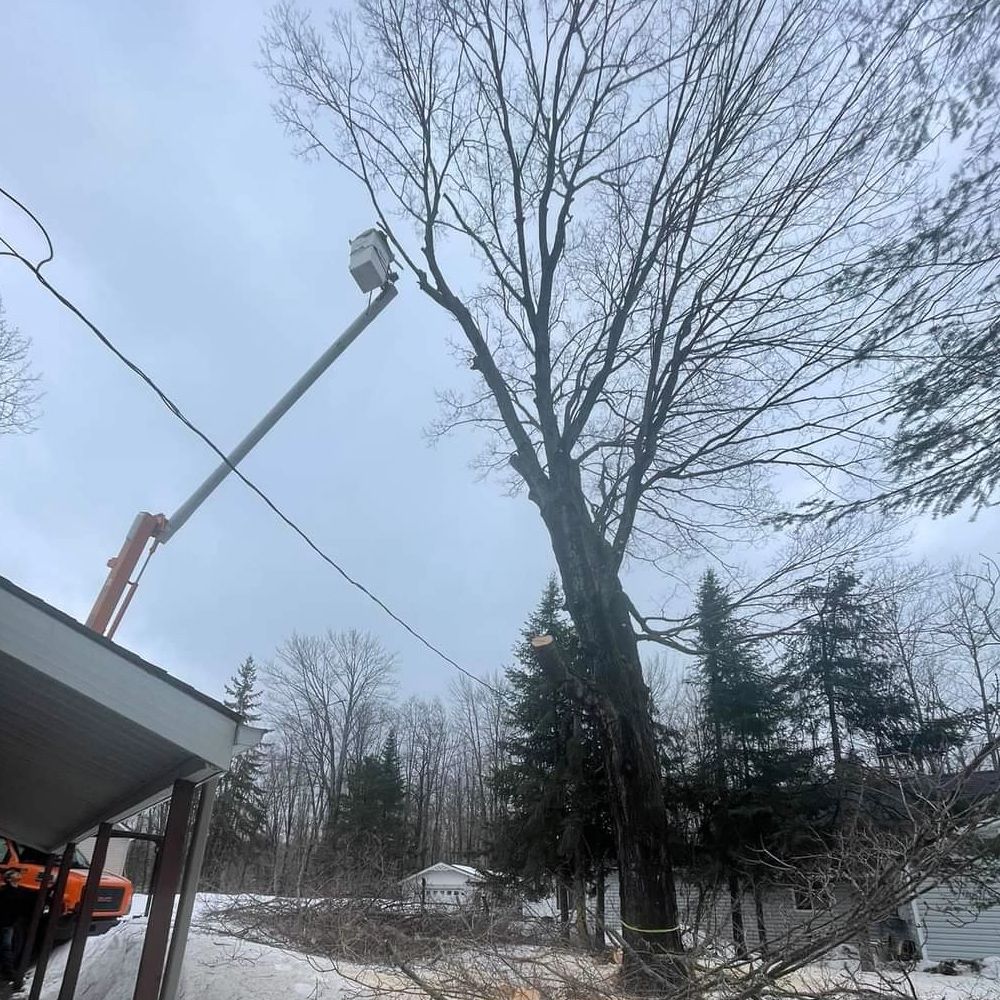Tree Care and Removal | Northern Tree Service | Dafter, MI