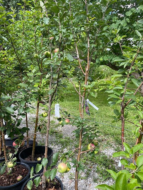 Trees For Sale | Iowa City, IA