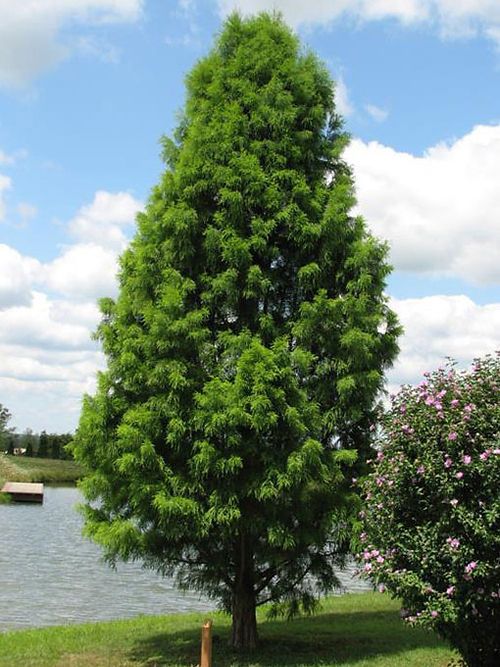 Trees For Sale | Iowa City, IA