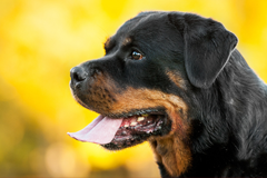 Alan Finn's Designing Dogs - Dog Trainer | Old Forge PA