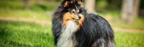 Alan Finn's Designing Dogs - Dog Trainer | Old Forge PA