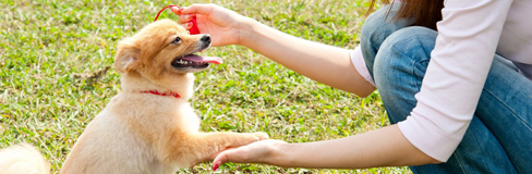 Alan Finn's Designing Dogs - Dog Trainer | Old Forge PA