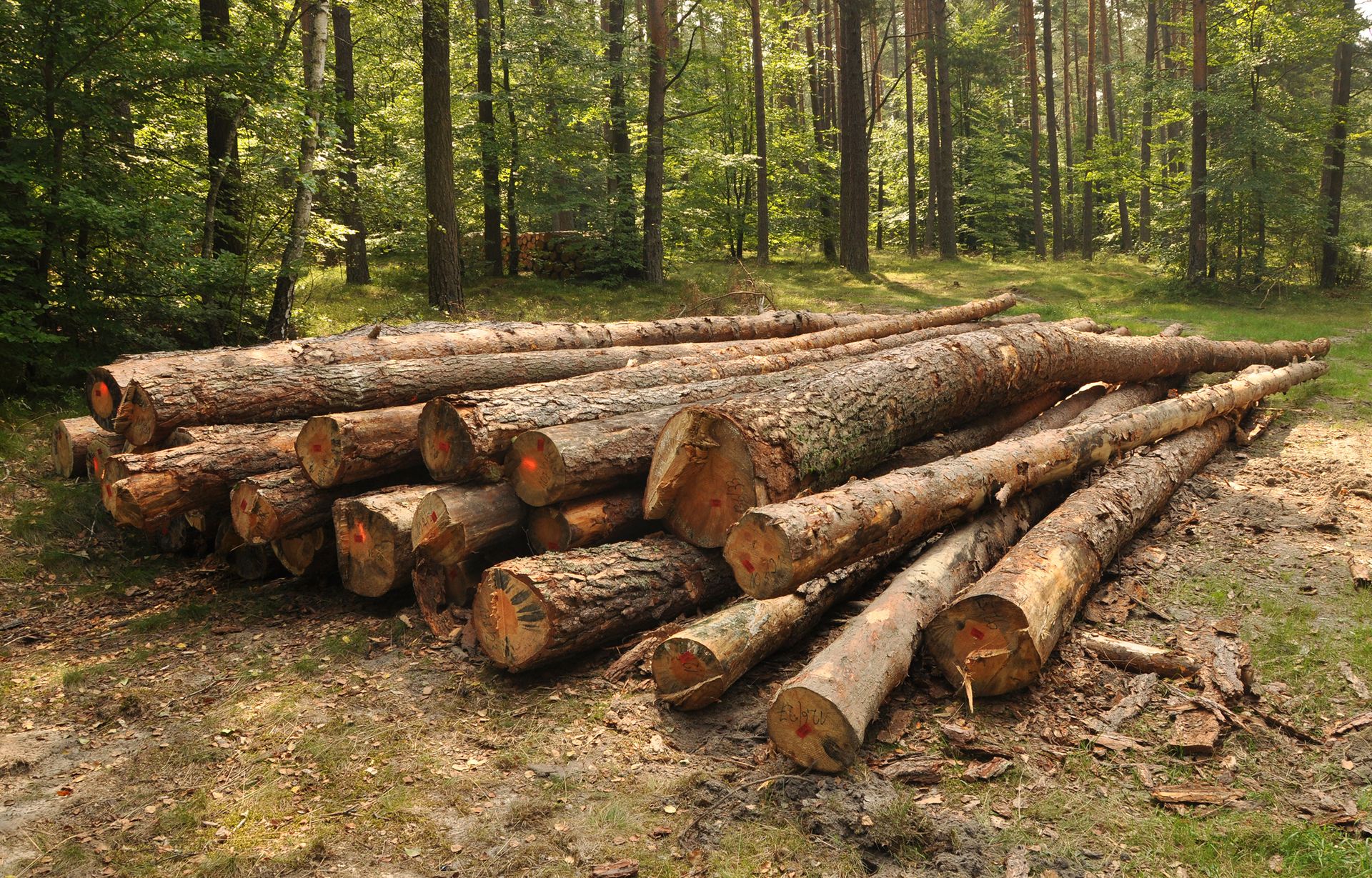 Tree Trimming | Gold Coast Tree Service | Simi Valley, CA