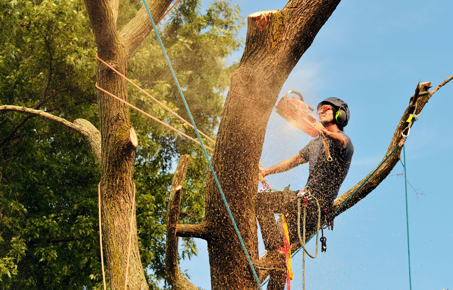 Tree Trimming | Gold Coast Tree Service | Simi Valley, CA