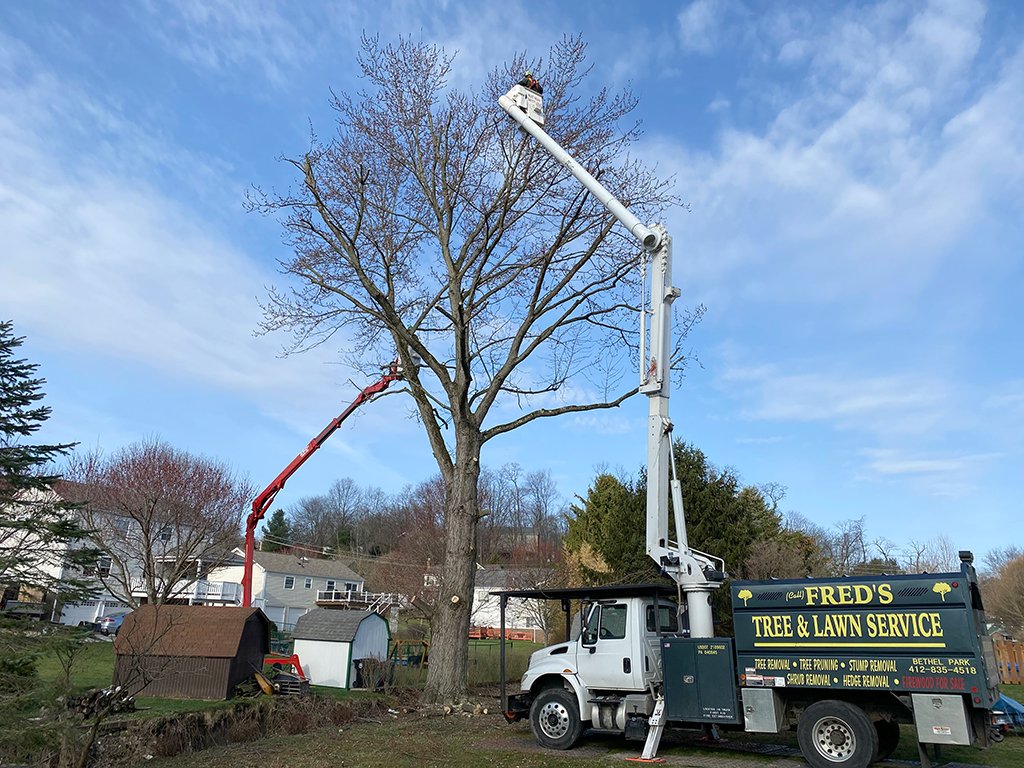 Before / After Gallery | Fred's Tree & Lawn Service