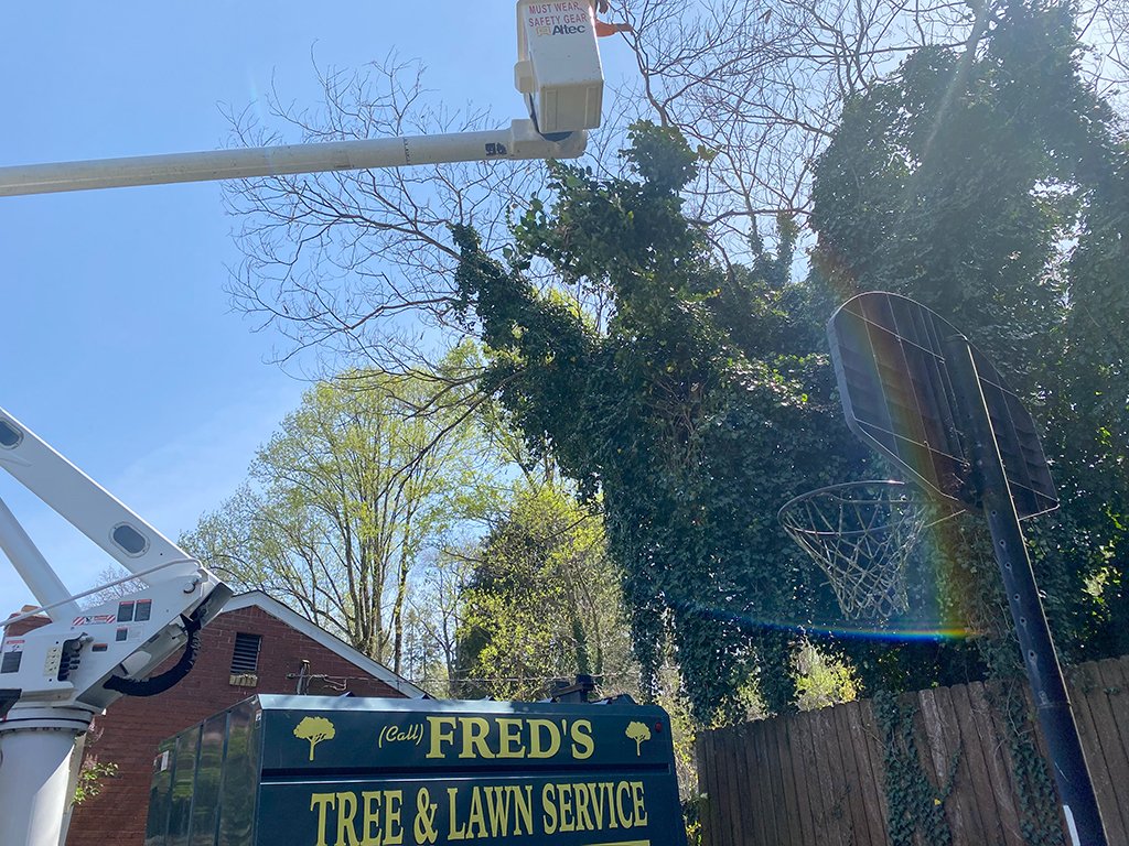 Before / After Gallery | Fred's Tree & Lawn Service