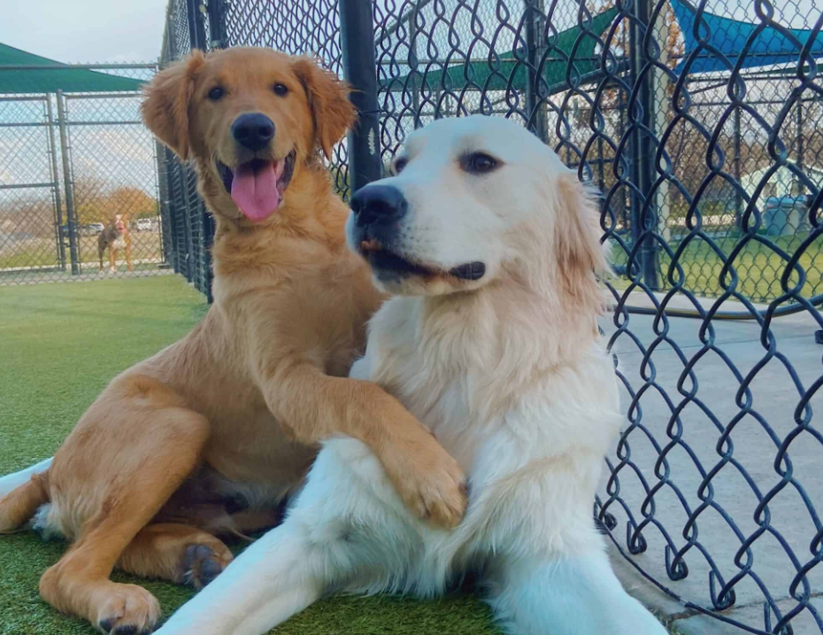 Dog Boarding Round Rock, TX | A Crate Escape