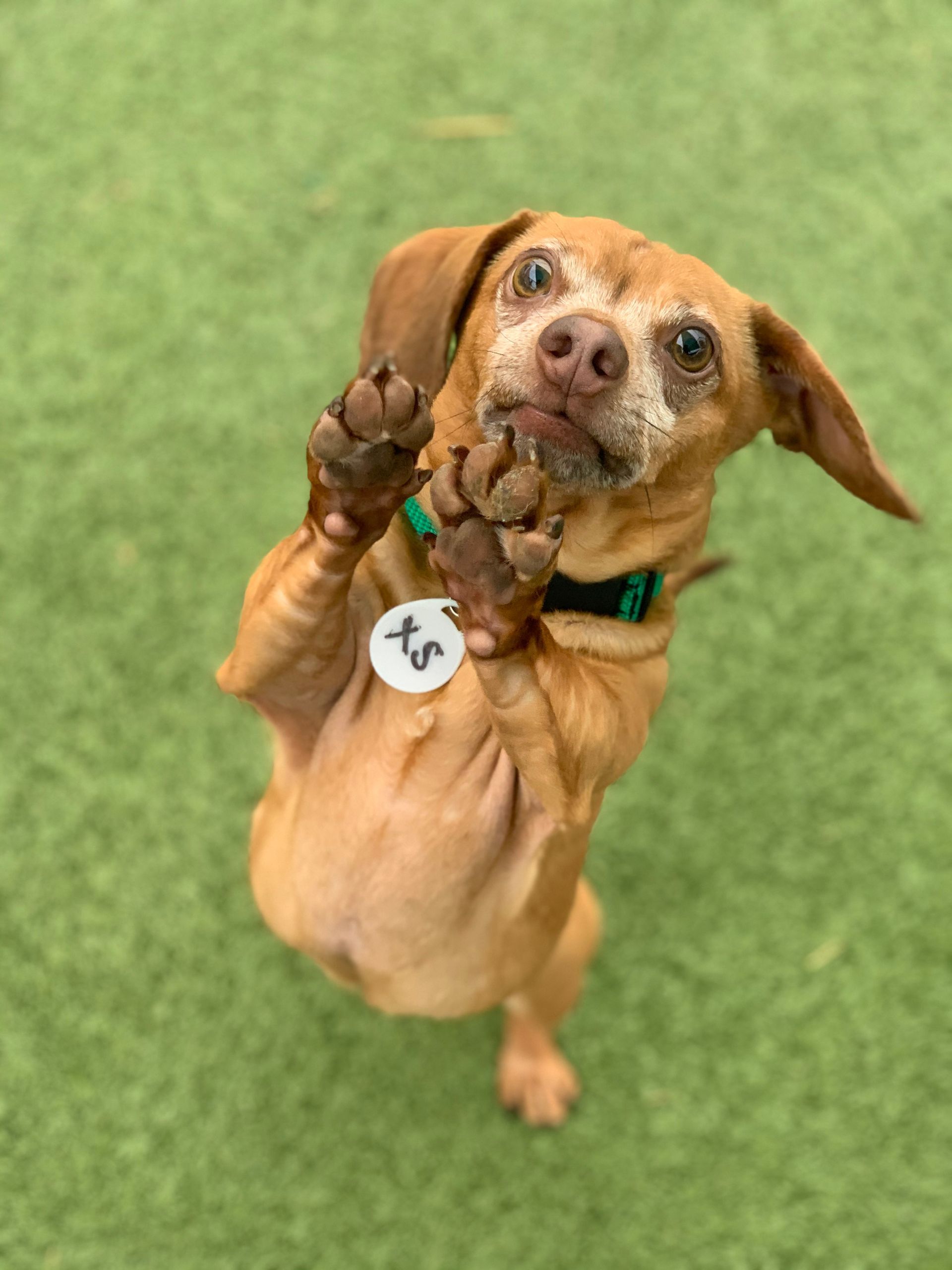 Dog Boarding Round Rock, TX | A Crate Escape