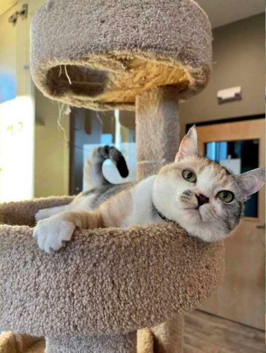 A Crate Escape | Boarding Forms | Pet Kennel | Round Rock, TX