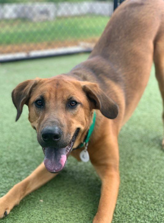 A Crate Escape | Boarding Forms | Pet Kennel | Round Rock, TX