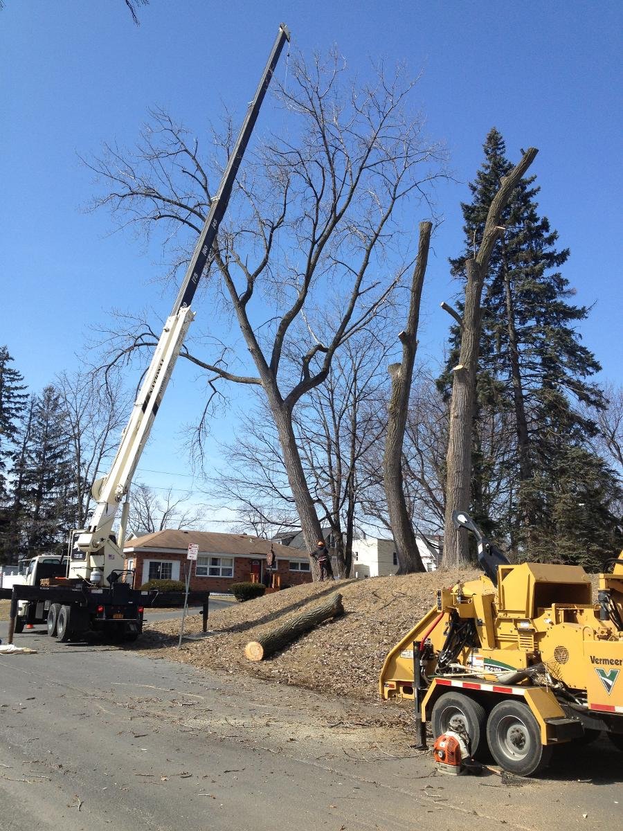 JJS Professional Tree Service & Stump Removal Inc. Photo Gallery ...