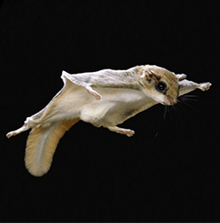 Pest Control Freehold NJ | Termites & Animal Removal Middletown ...
