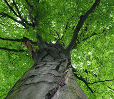 Emerald Ash Borers | Tree Injections | Russiaville, IN